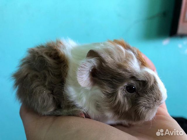 Морские свинки