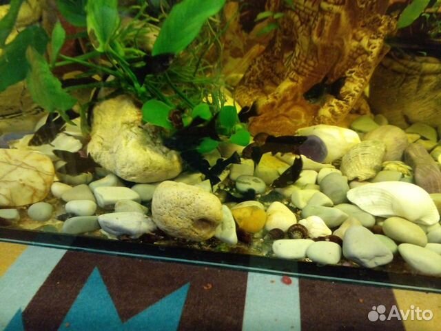 Малинезии мальки подрощ