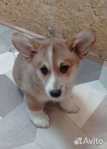 Вельштерьер