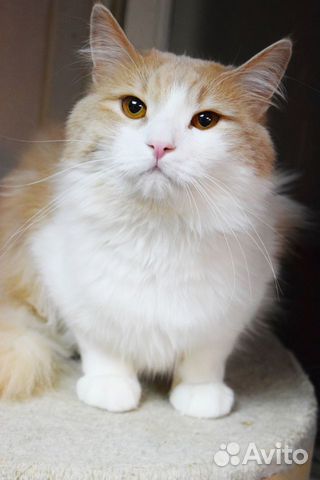Котик Бакс 1,5 года