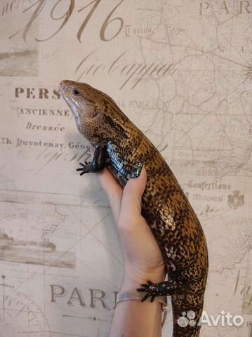 Синеязыкий сцинк