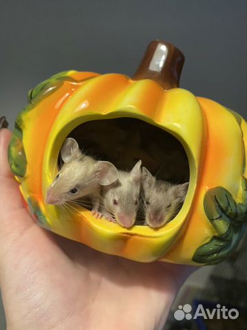 Сатиновые мыши