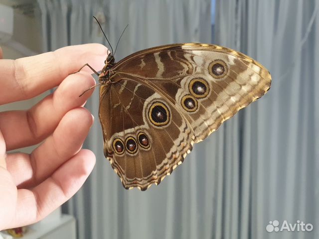 Живая бабочка голубая морфа