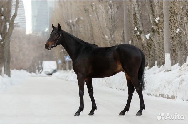 Английская чистокровная