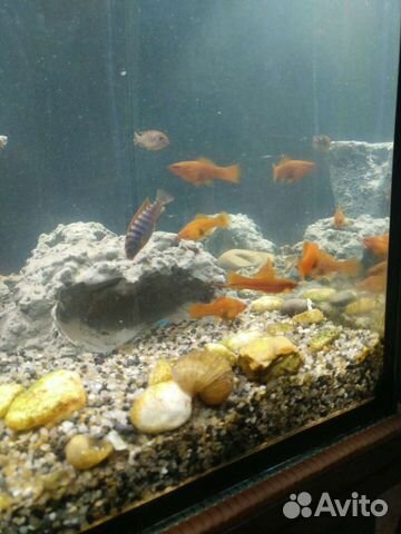 Аквариумные рыбки