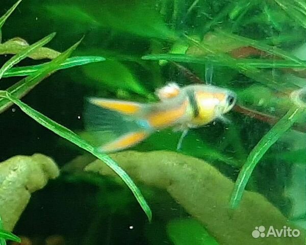 Гуппи эндерла