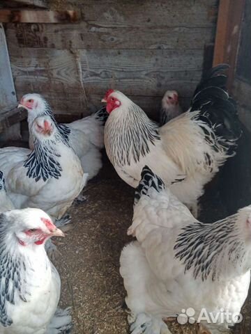 Петухи брама и виандот