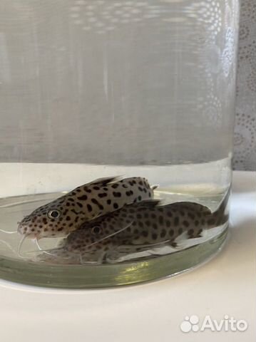 Сонодонтис многопятнистый