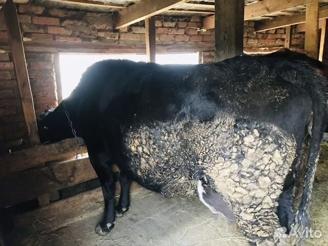 Продаю коров