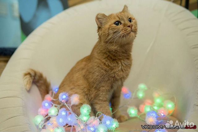 Кошка Злата