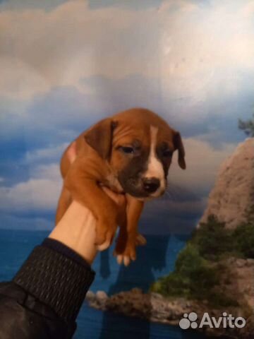 Щенки стаффорда