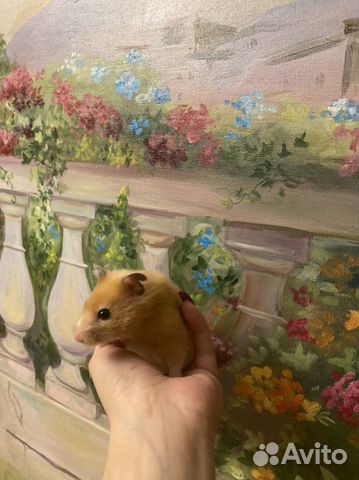 Сирийский хомяк в дар