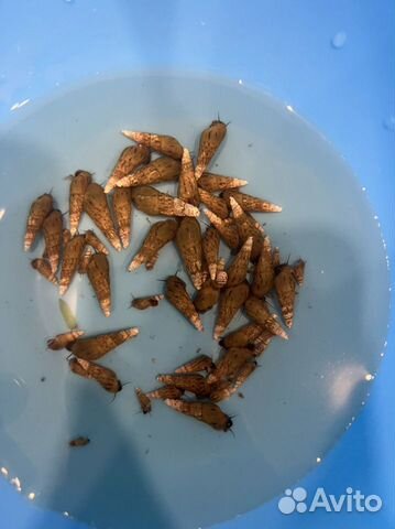 Улитки мелании