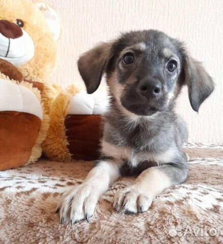 Мальчик с длинными бархатными ушками ищет дом