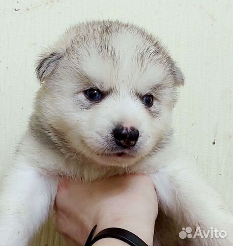 Хасята-волчата