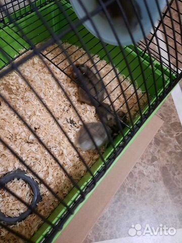 Хомяки джунгарики