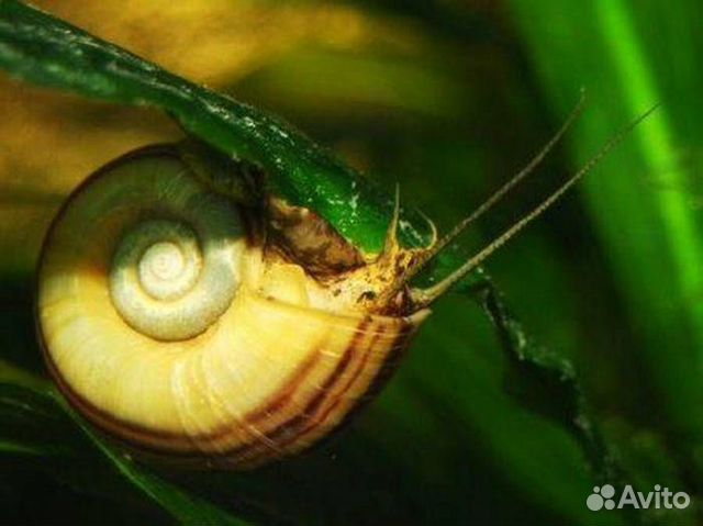 Улитки маризы в дар