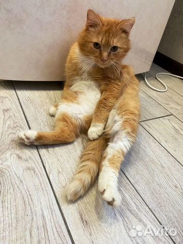 Кошки мальчик бесплатно
