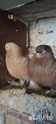 Продажа голубей
