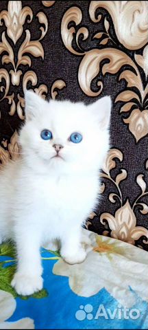 Британская серебристая шиншилла пойнт