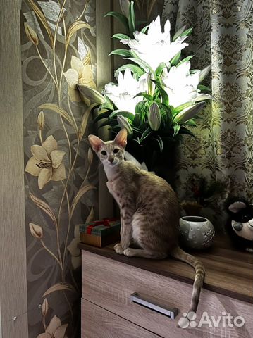 Кошка