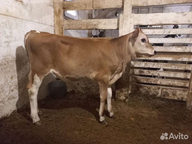 Джерсейской породы бычки, Альпийские козочки и коз