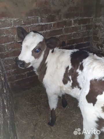 Бычок и телочка