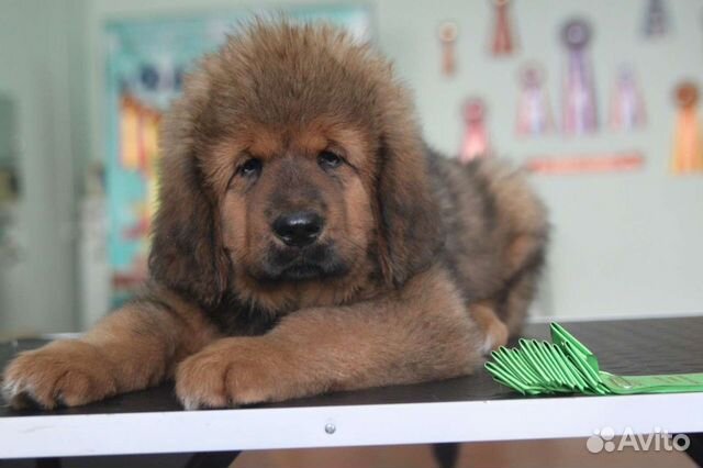 Тибетский мастиф щенки