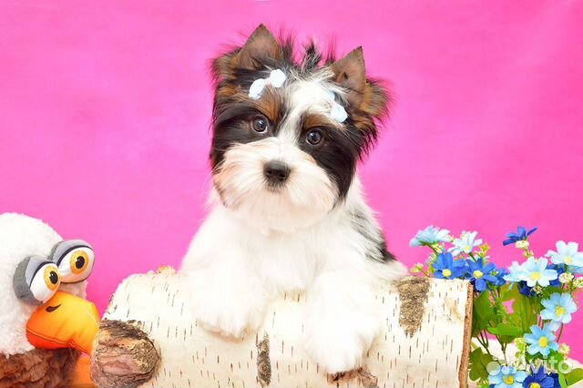 Бивер йорк, красивый мальчик