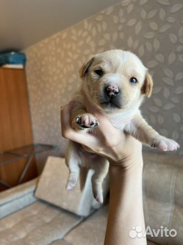 Щенки чихуахуа метис