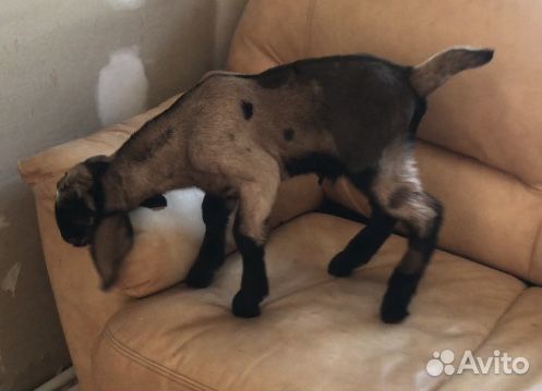 Козлики нубийские