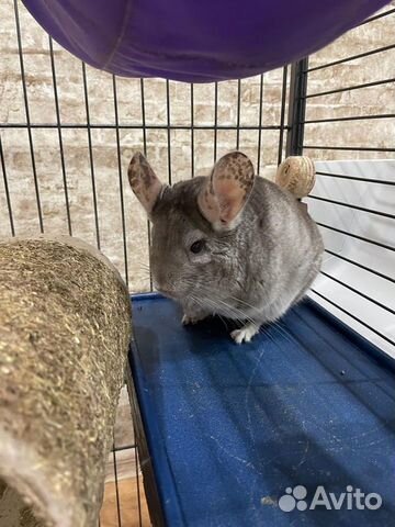 Шиншилла с клеткой