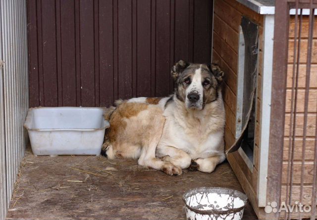 Собака в добрые руки