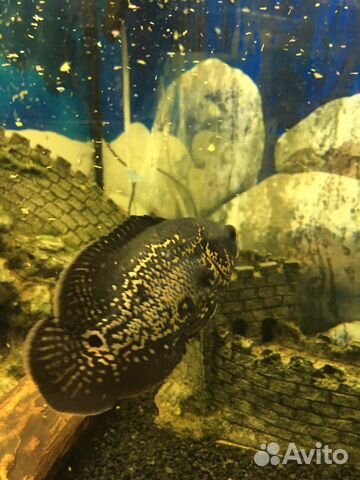 Аквариумная рыбка (цихлида, анцистоус)