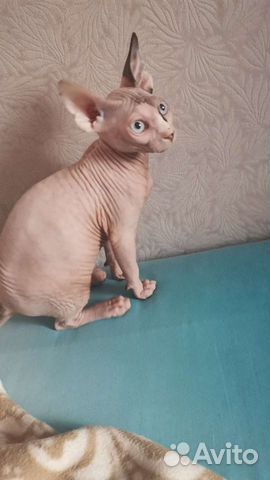 Канадский сфинкс котенок девочка