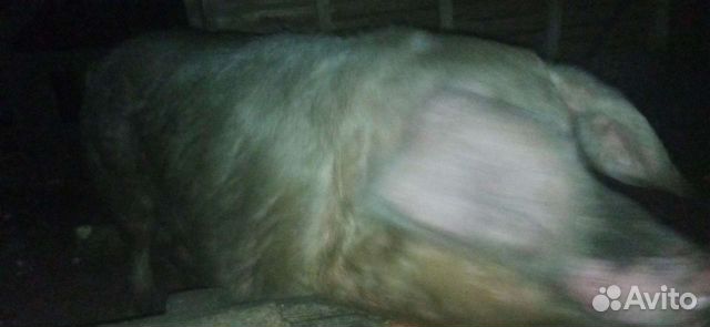 Хряк на племя