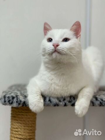 Котодети из приюта ищут своих родителей