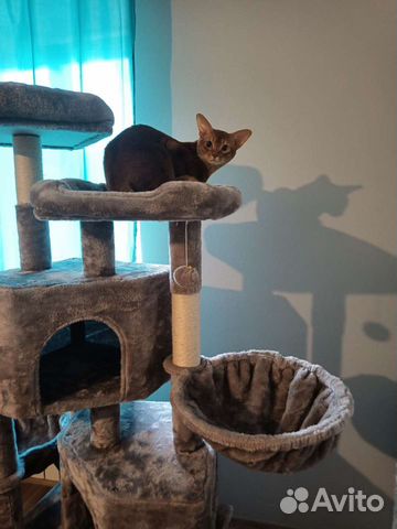 Абиссинский котик