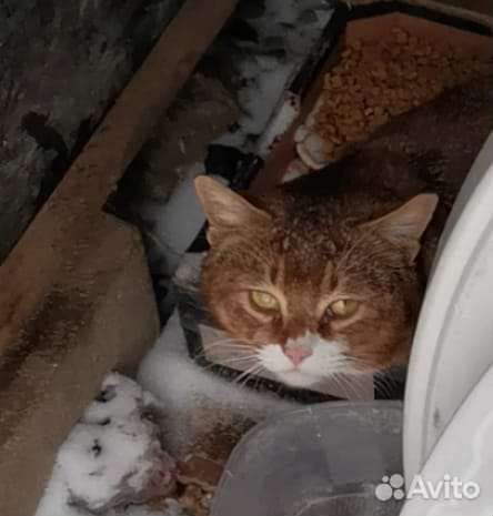 Мультяшный котик редкого гнедого окраса