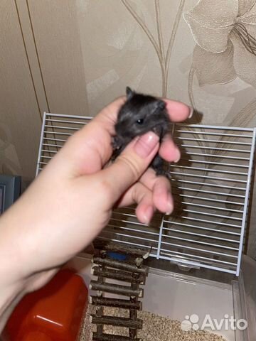 Монгольская песчанка