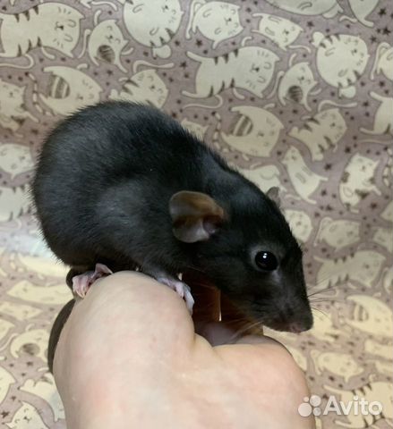 Крыса дамбо