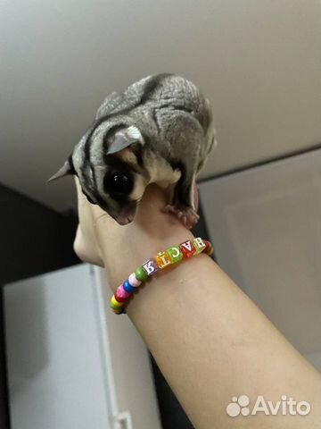 Белка летяга