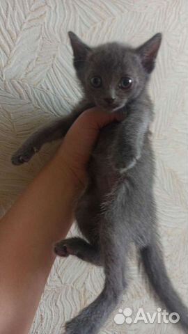 Британские котята короткошерстные