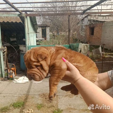 Шарпей щенок