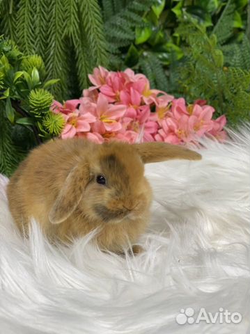 Карликовый баран