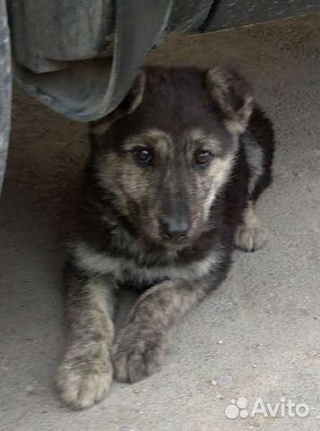 Щенок Дружочек с доверчивыми глазами