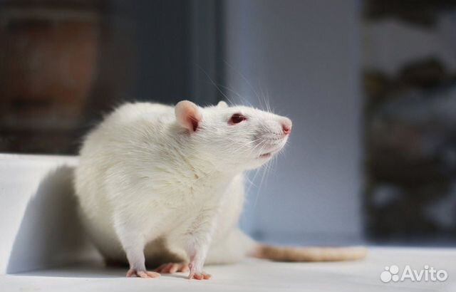 Найдена белая абслютно ручая крыска