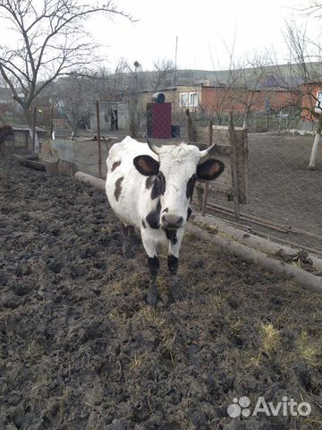 Корова