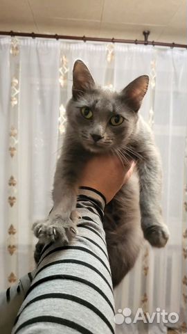 Кошечка 1,5 года. Мелкая как котенок