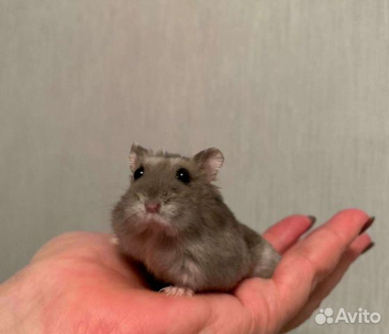 Джунгарский хомяк мальчик 3 мес